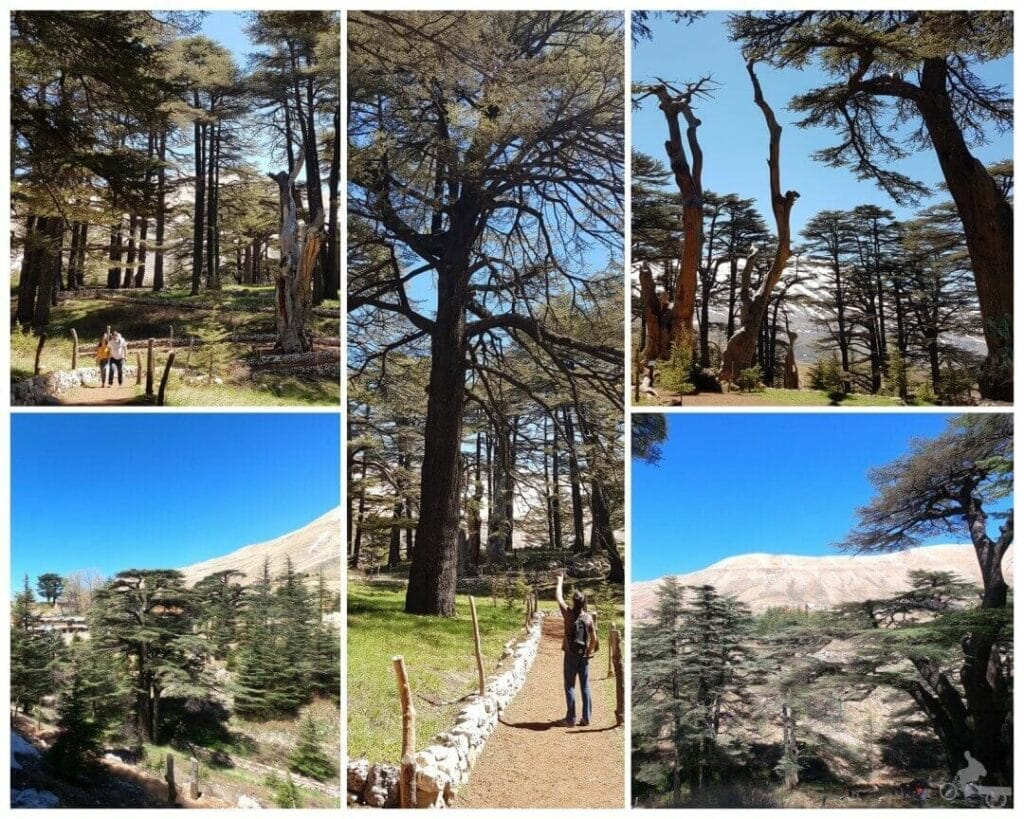 Los milenarios cedros del Líbano - qué ver en Bisharri